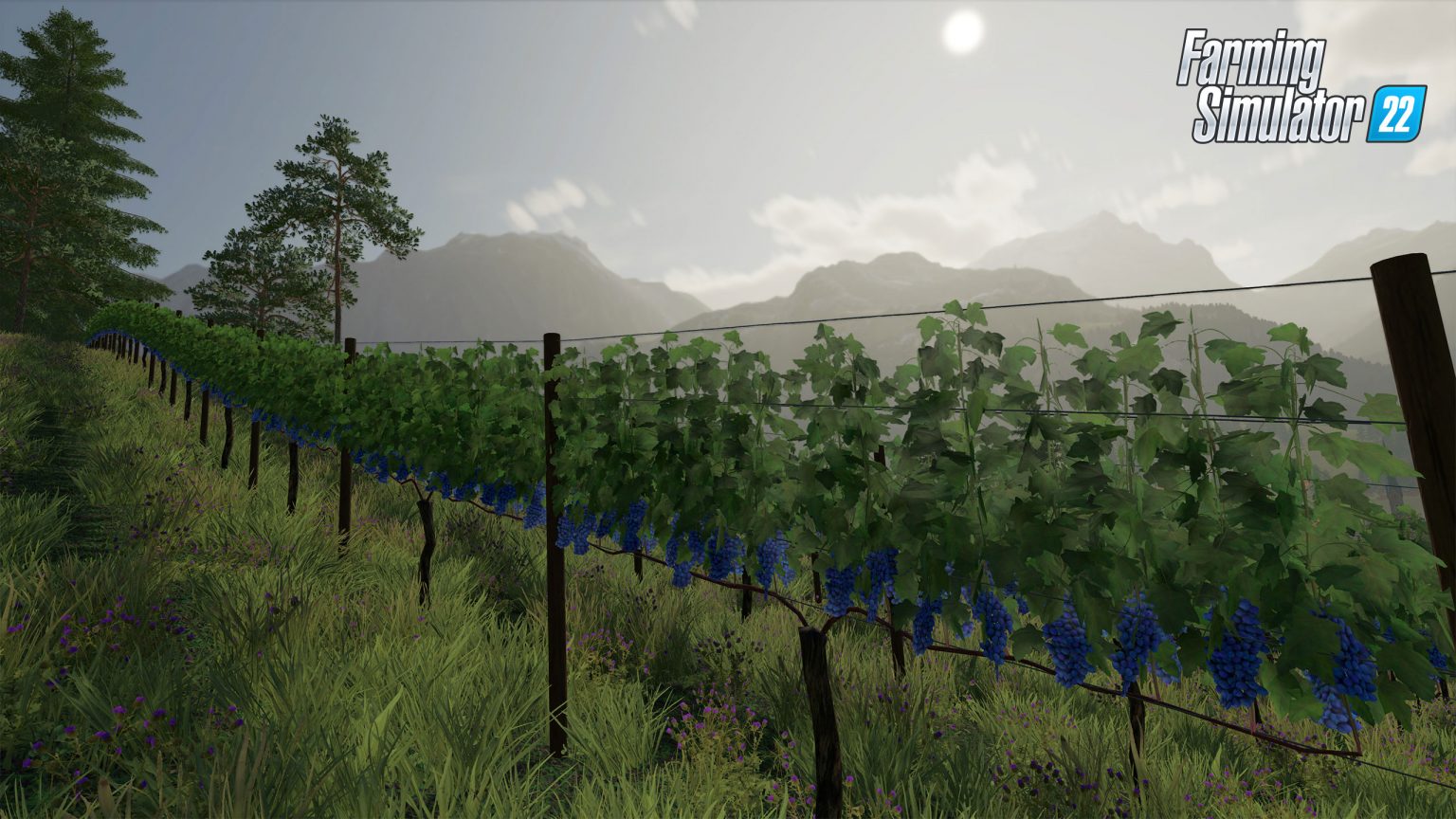 Farming Simulator 22: three new crops: grapes, olives and sorghum